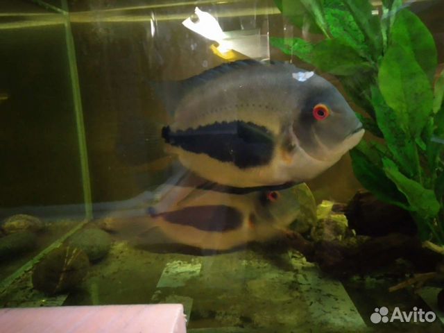 Цихлиды Уару