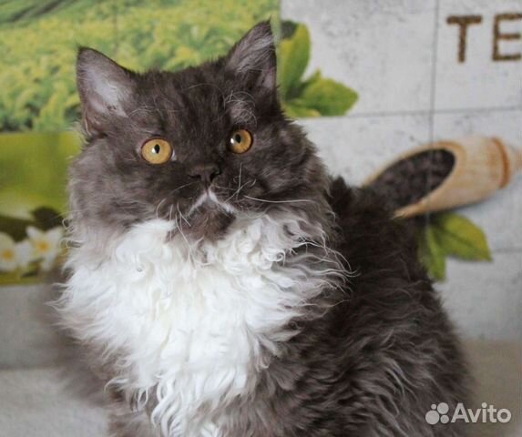 Селкирк-рекс