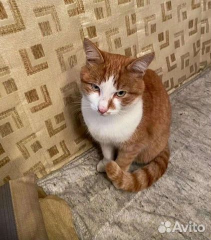 Котик