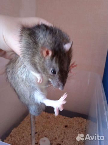 Крыса дамбо