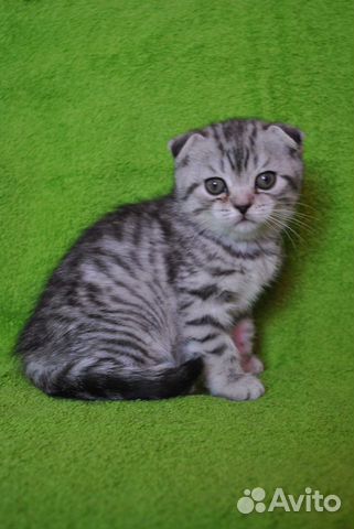Котята Британской породы