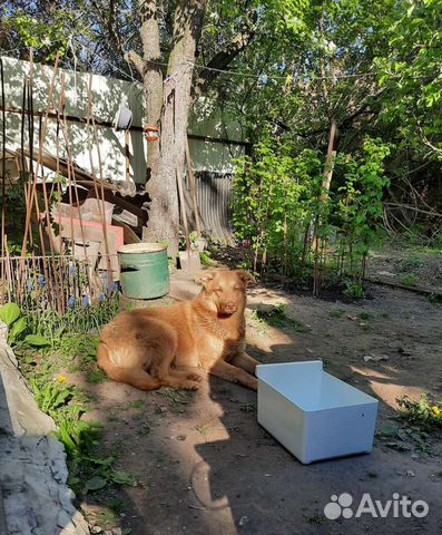 Ищу дом для щенков Или помогите им кормом