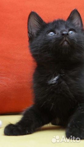 Котенок Жужа, метис британца