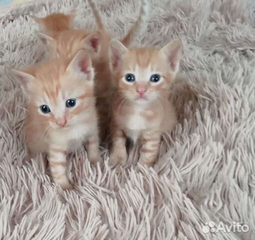 Котята в добрые руки мальчики