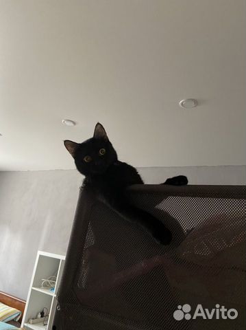 Черный кот 9 мес