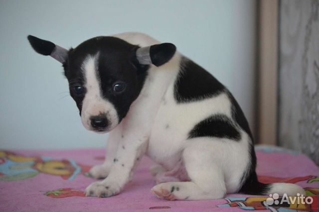 Пуховый мальчик