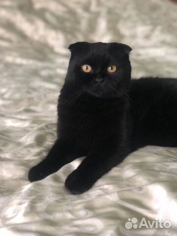 Шотландский кот. Вязка