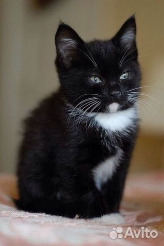 Котёнок в дар