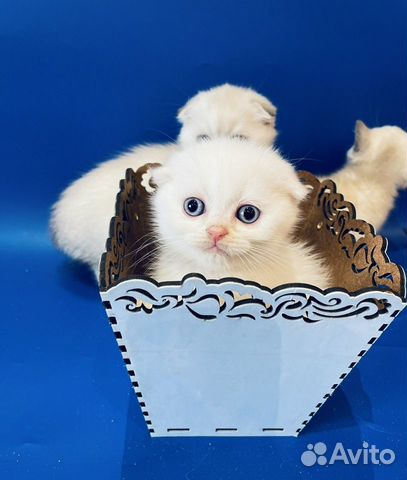 Шотландская вислоухие