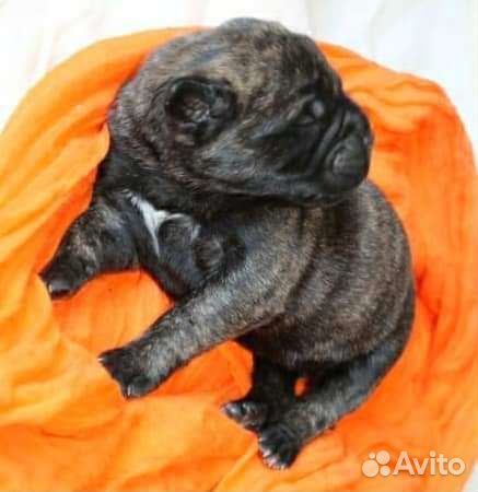 Тигрята бульмастифы щенки