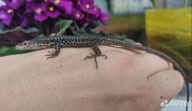 Ящерица скальная