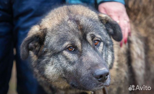 Здоровяк с душой котенка. Собака Амур