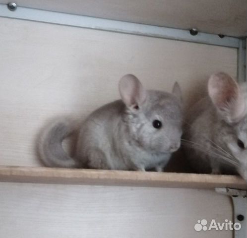 Шиншилленок бежевый мальчик, 2мес