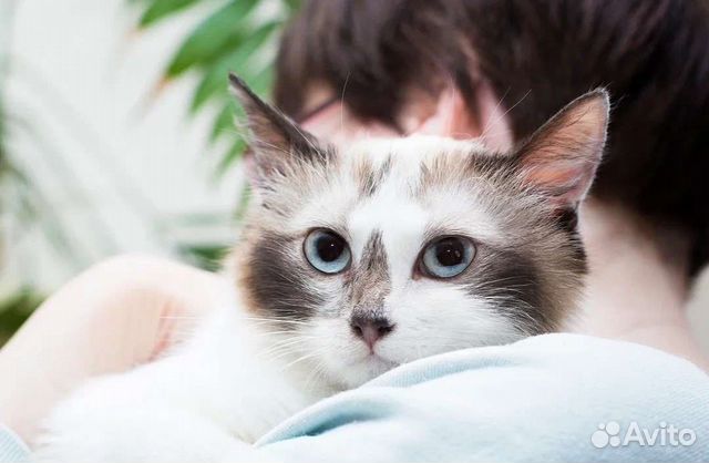 Кошечка сноу-шу ищет дом