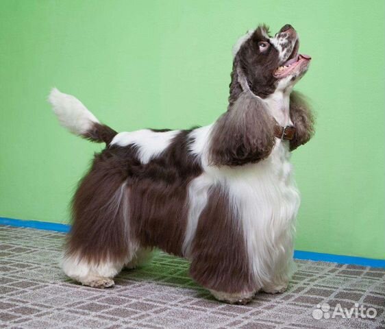 Американский кокер Спаниель вязка