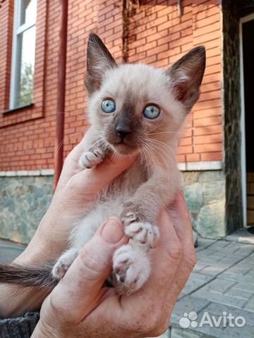 Котята сибирской кошки