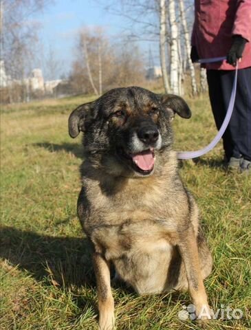 Собака в добрые руки