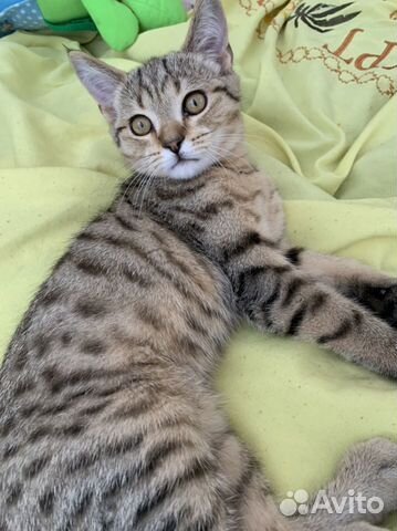 Котёнок чистый британец