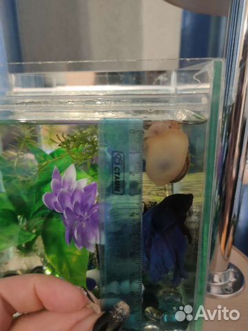 Улитка ампулярия