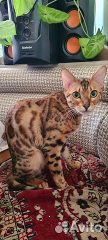 Бенгальская кошечка