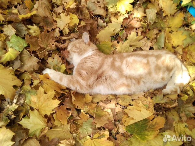 Кот на вязку