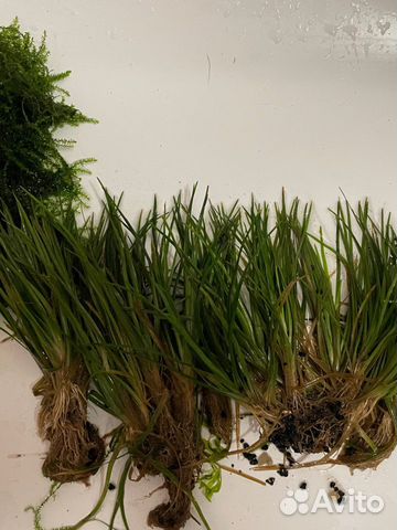 Аквариумные растения