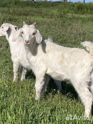 Козы и козлята