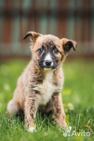 Щенок в добрые руки