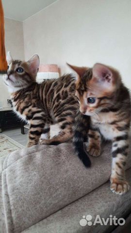Бенгальские котята с документами