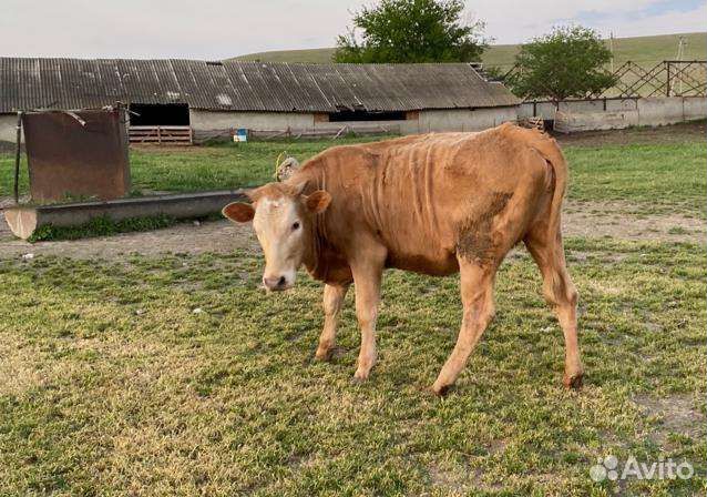 Бычки и телки