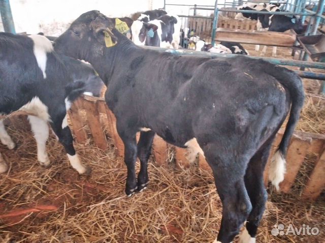 Бычки и тёлочки