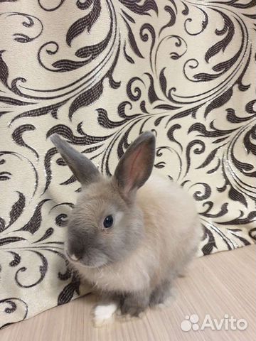 Мини Карликовый кролик
