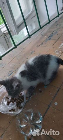 Отдам котенка в добрые руки