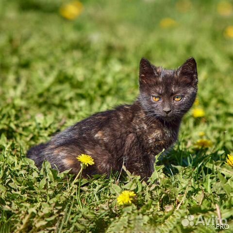 Котятки в дар
