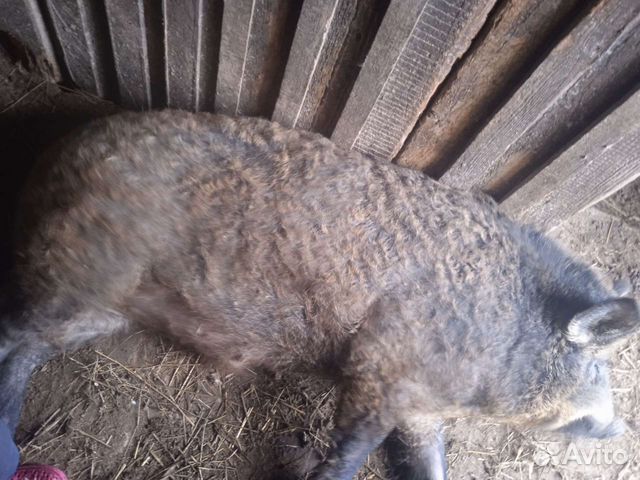 Венгерская мангалица