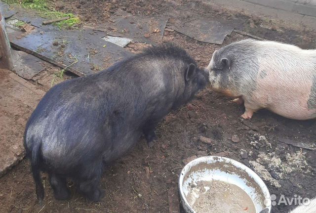 Вьетнамск вислобрюхий поросенок