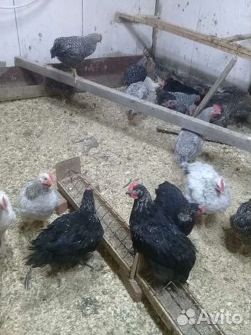 Индюк доминант