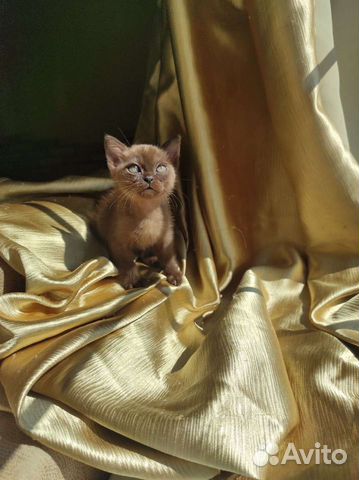 Бурманская принцесска 2,5 мес с документами