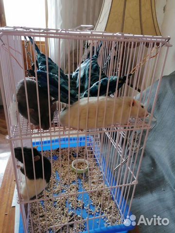 Домашние животные крысы