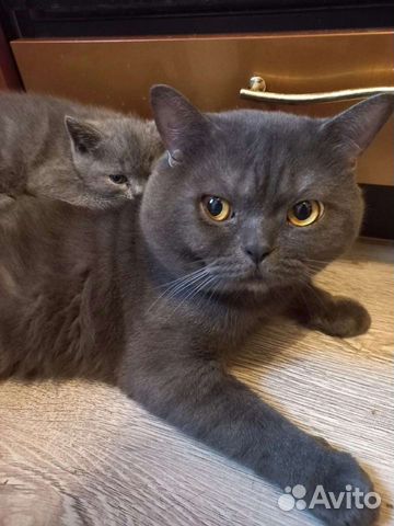 Чистокровный шотландец кот на вязку