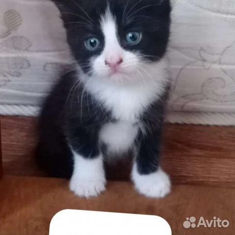 Котенок в дар бесплатно
