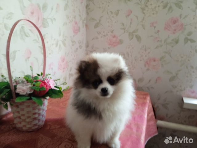 Щенки шпица