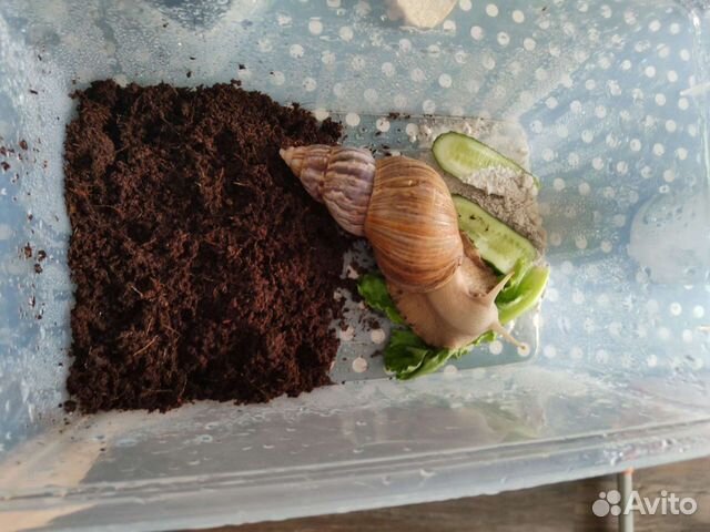 Улитки ахатины большие