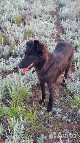 Собаки бесплатно в добрые руки