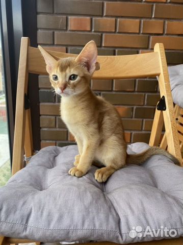 Абиссинская кошечка
