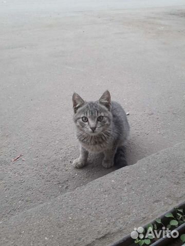 Отдам в добрые руки. Котик, 2 месяца
