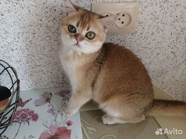 Золотая шиншиллка. Девочка
