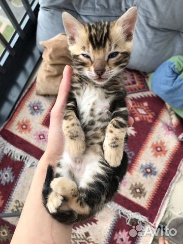 Бенгальские котята
