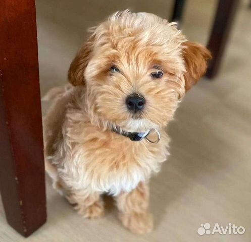 Рокси очаровашка мальтипу ф1