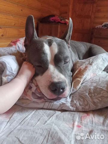 Стаффордширский терьер